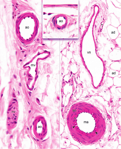 Histologi Sistem Kardiovaskuler