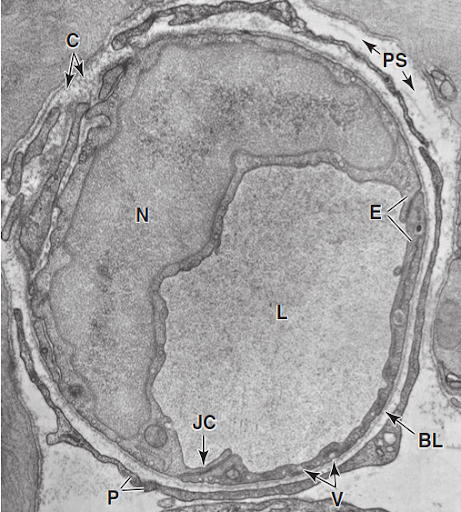 Histologi Sistem Kardiovaskuler