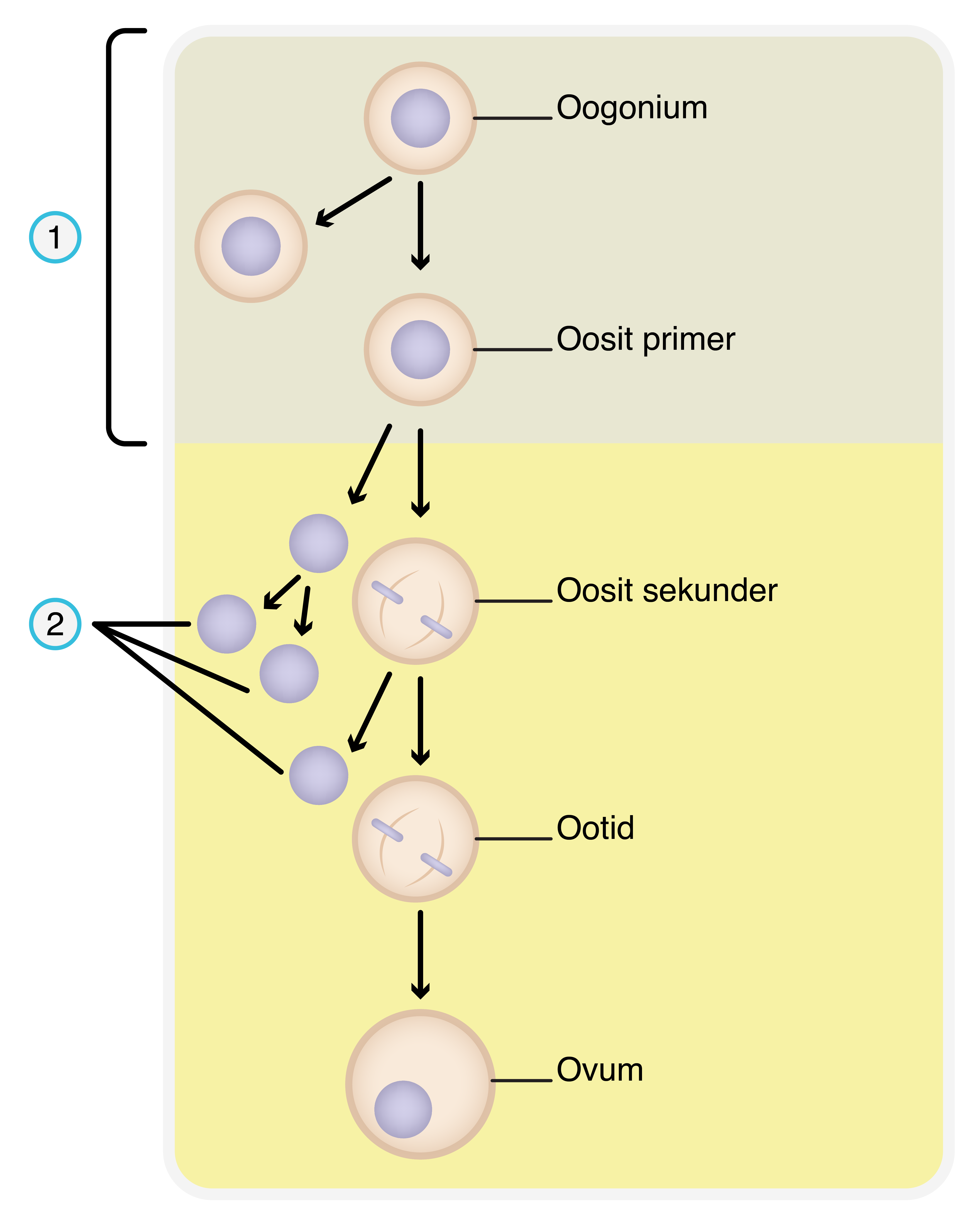 Fisiologi Sistem Reproduksi