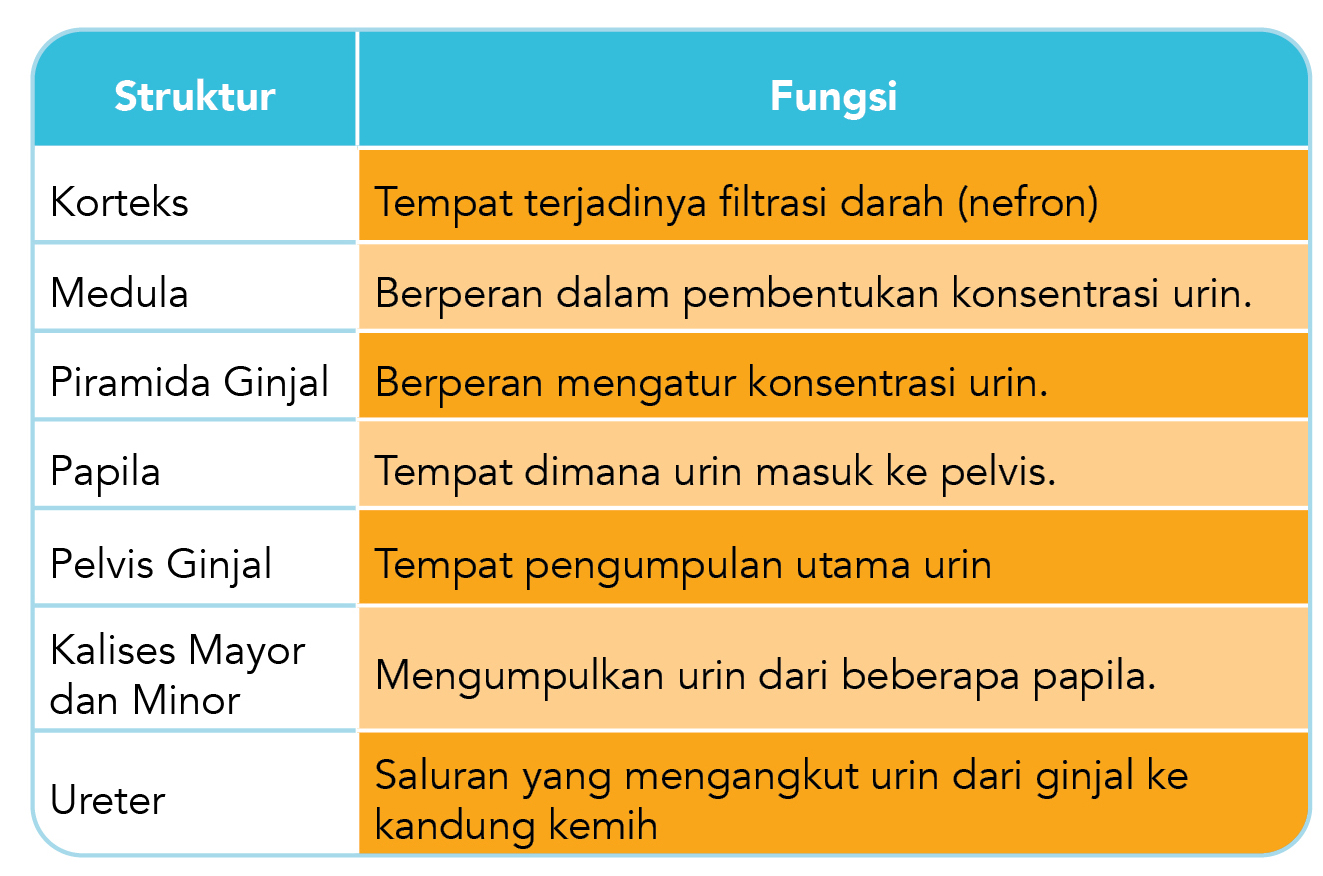 Fisiologi Sistem Urinaria