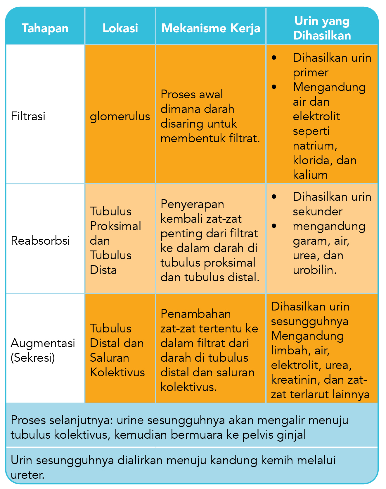 Fisiologi Sistem Urinaria