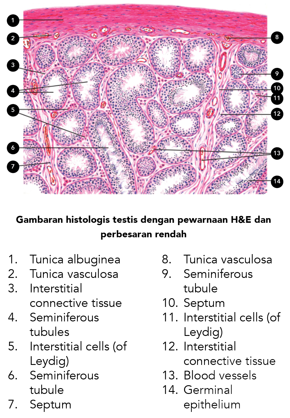 Histologi Sistem Urogenital