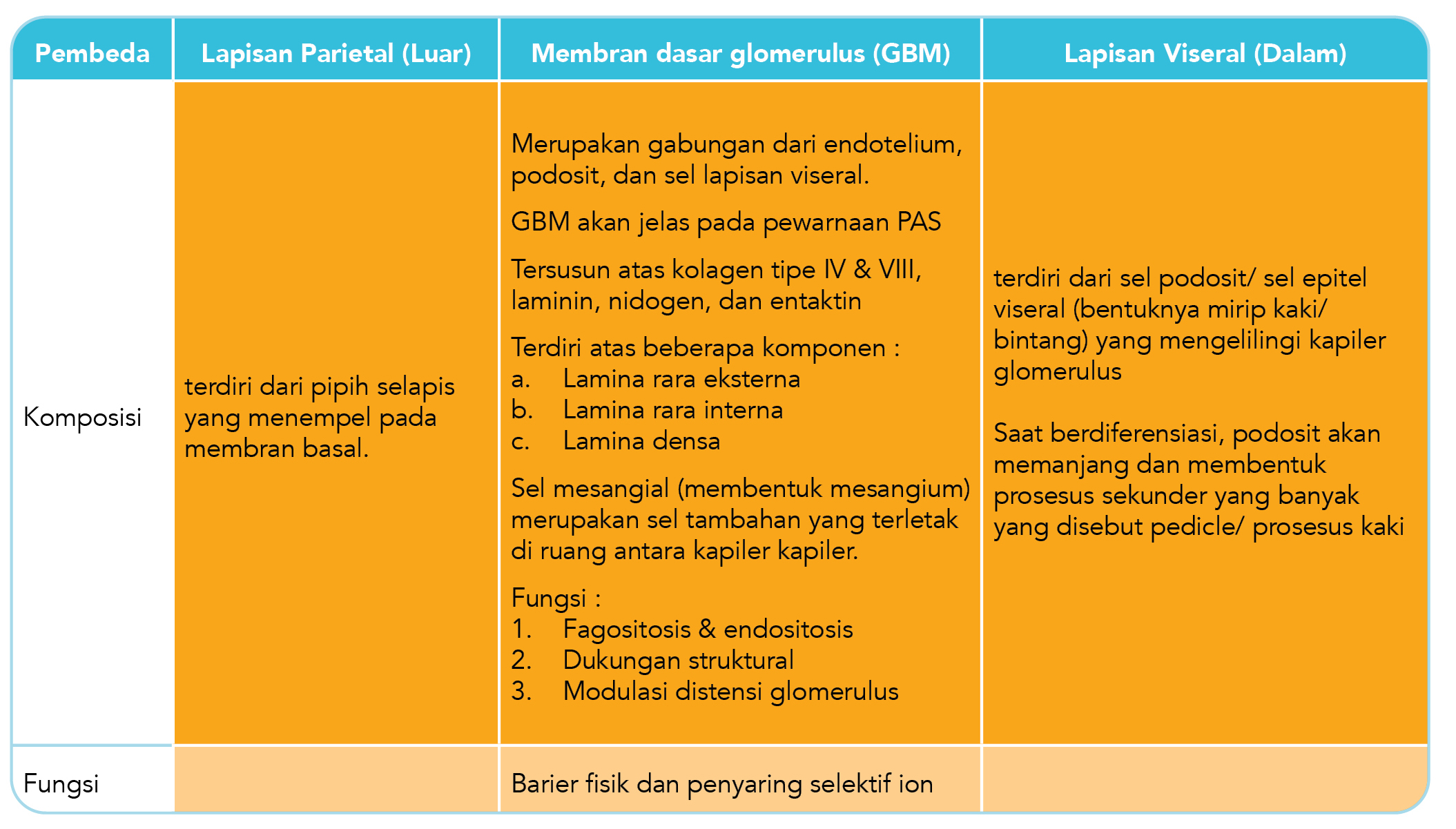 Histologi Sistem Urogenital