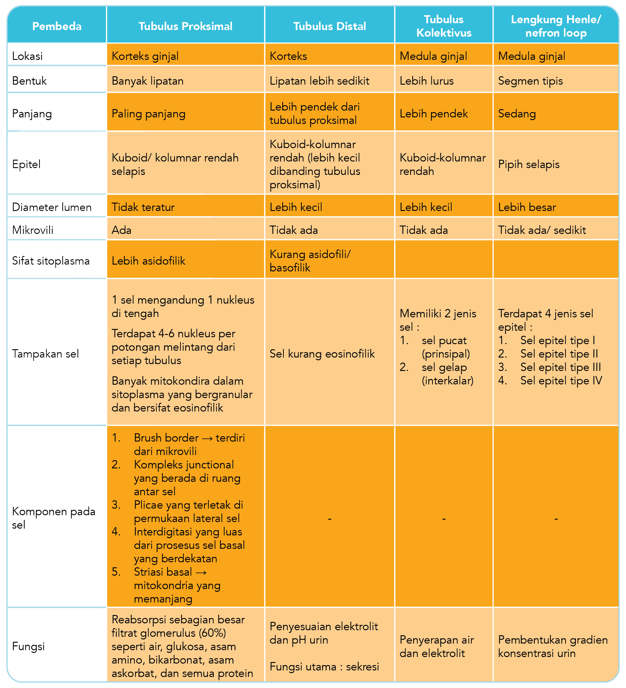 Histologi Sistem Urogenital
