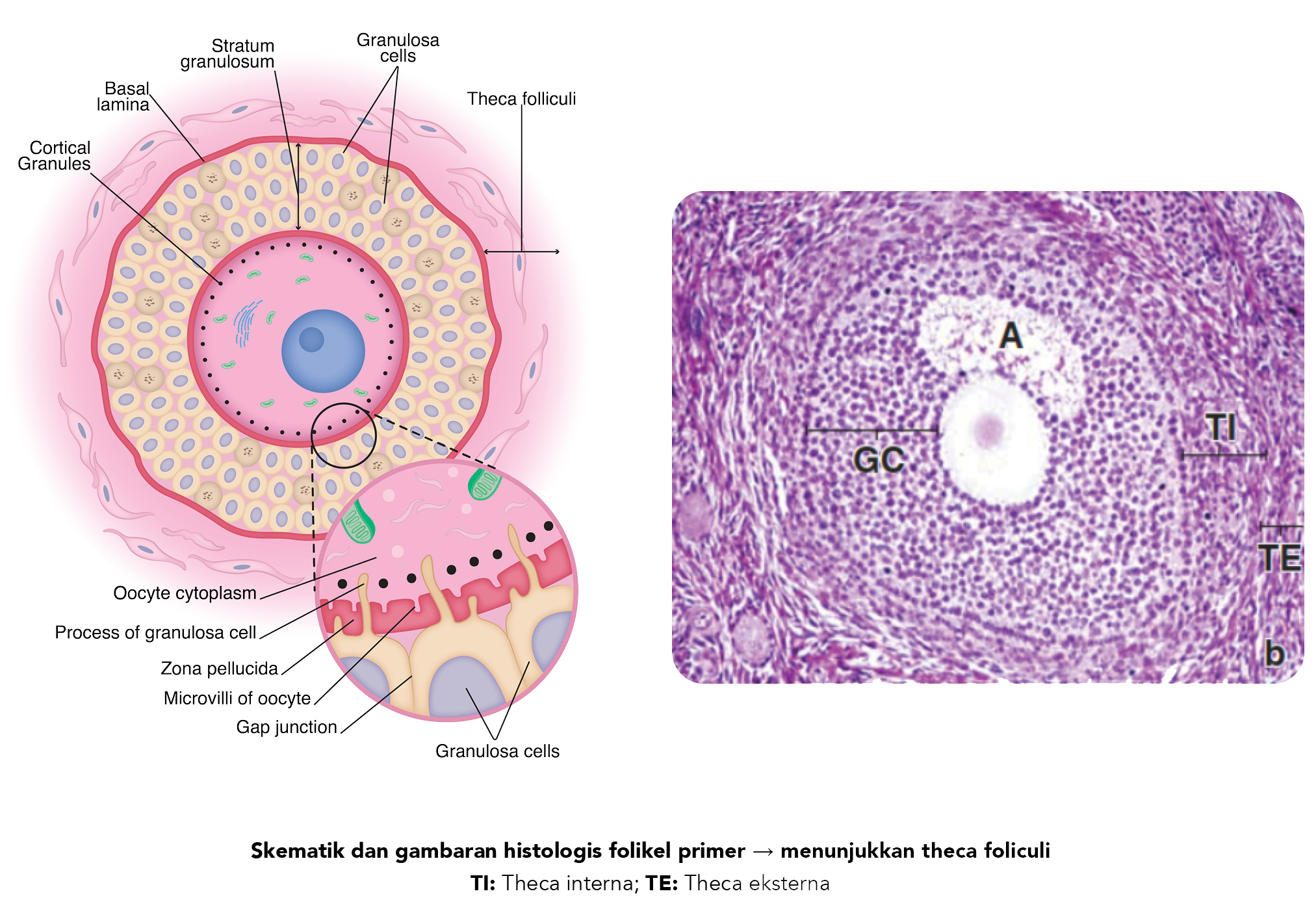Histologi Sistem Urogenital