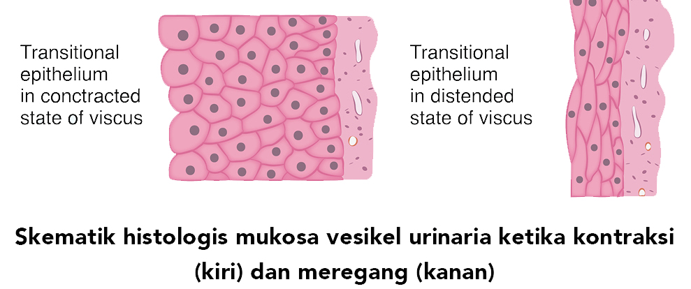 Histologi Sistem Urogenital