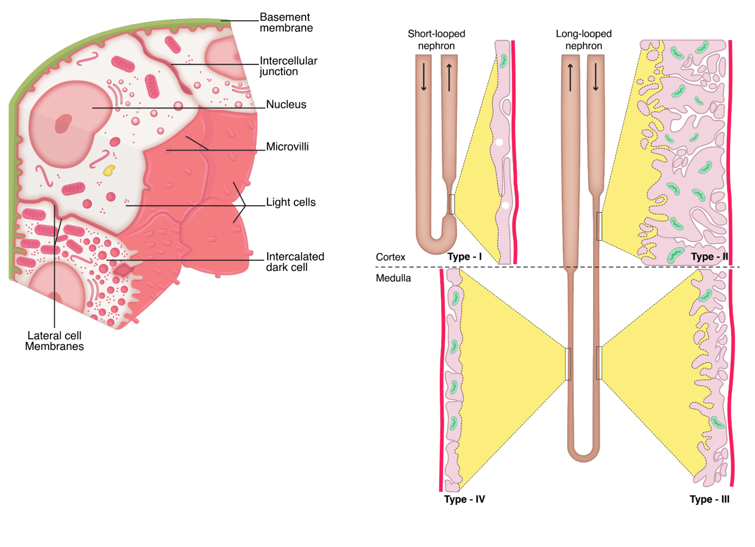 Histologi Sistem Urogenital