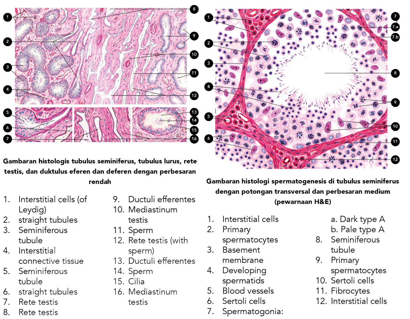 Histologi Sistem Urogenital