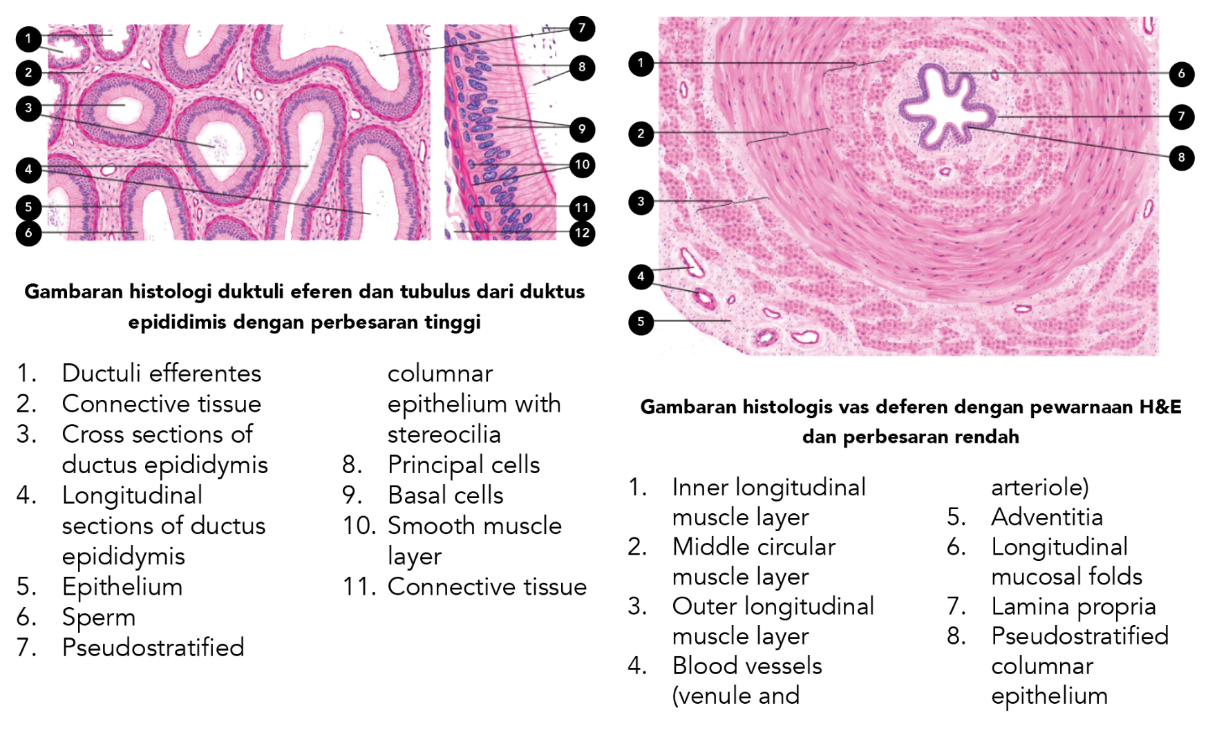 Histologi Sistem Urogenital