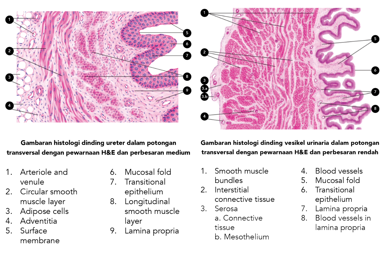 Histologi Sistem Urogenital