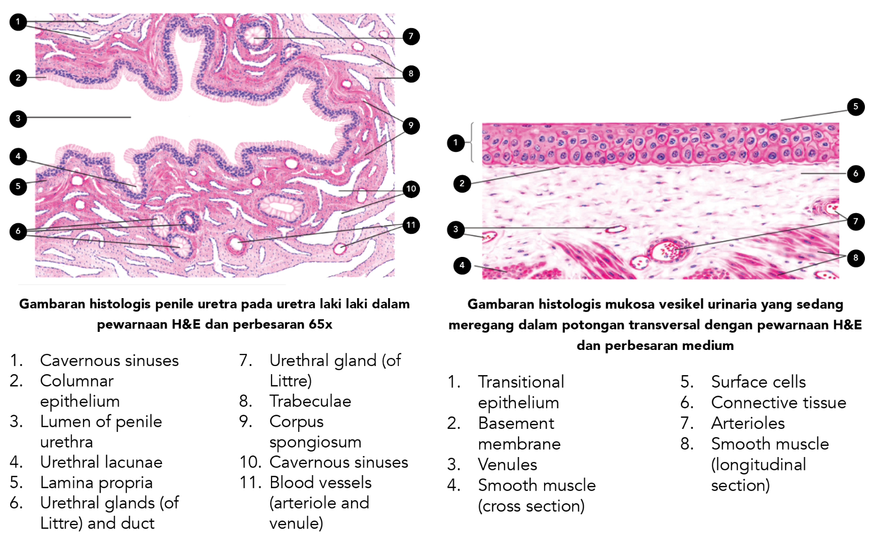Histologi Sistem Urogenital