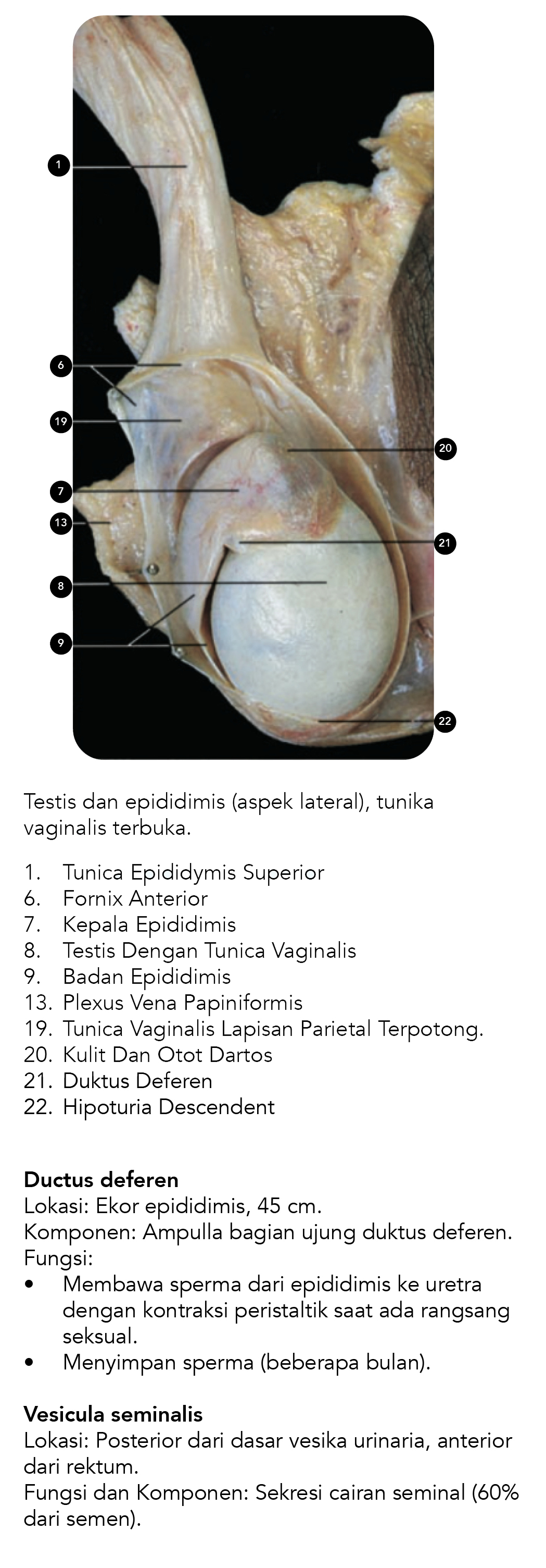 Anatomi Sistem Urogentalia