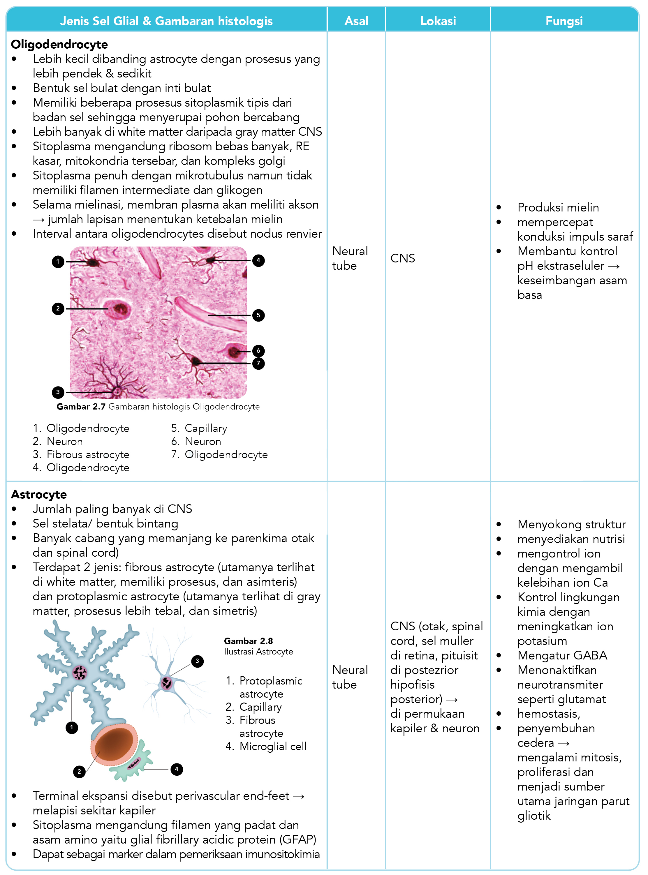 Histologi Sistem Nervosum