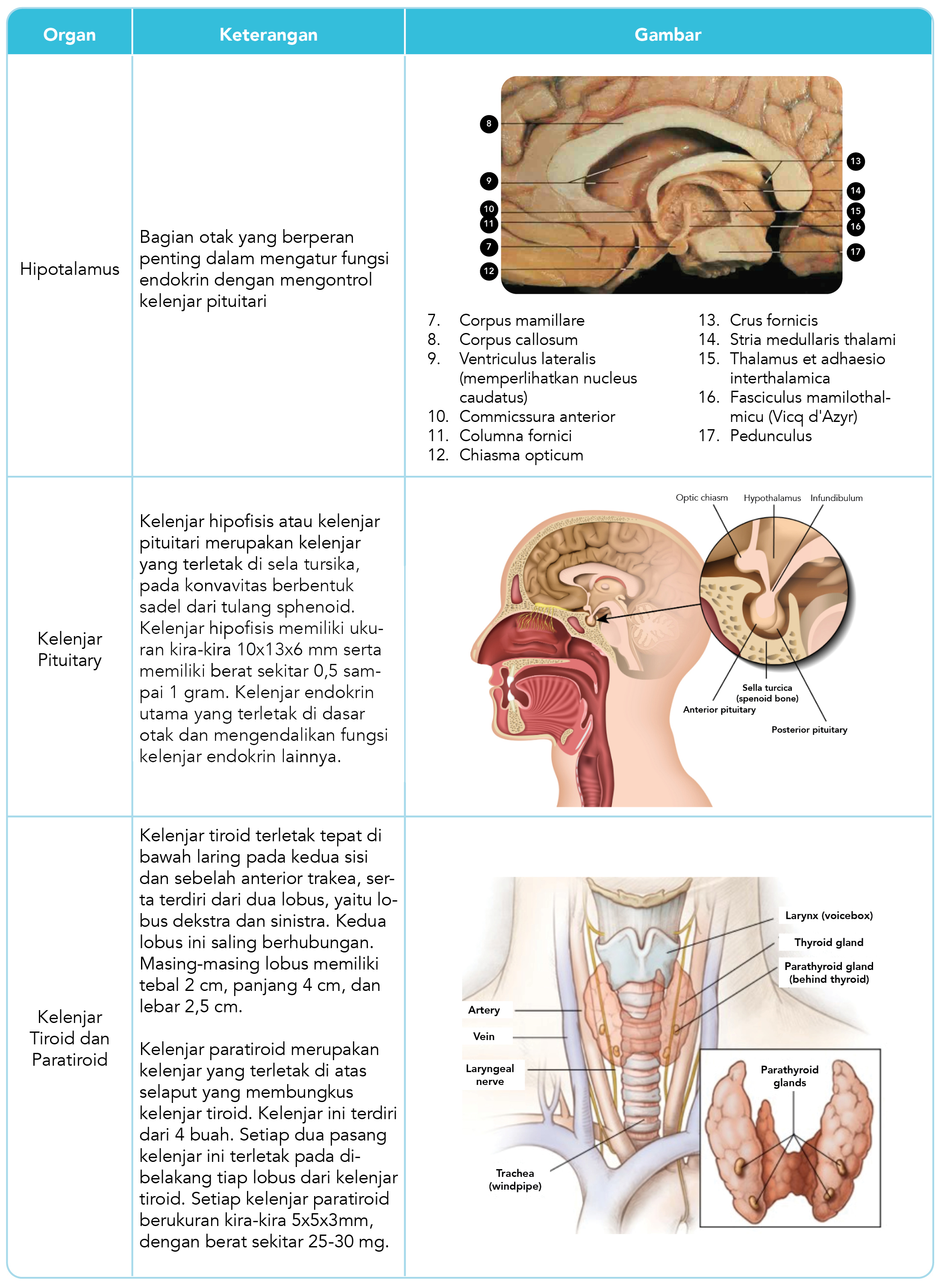 Anatomi sistem glandula endocrina