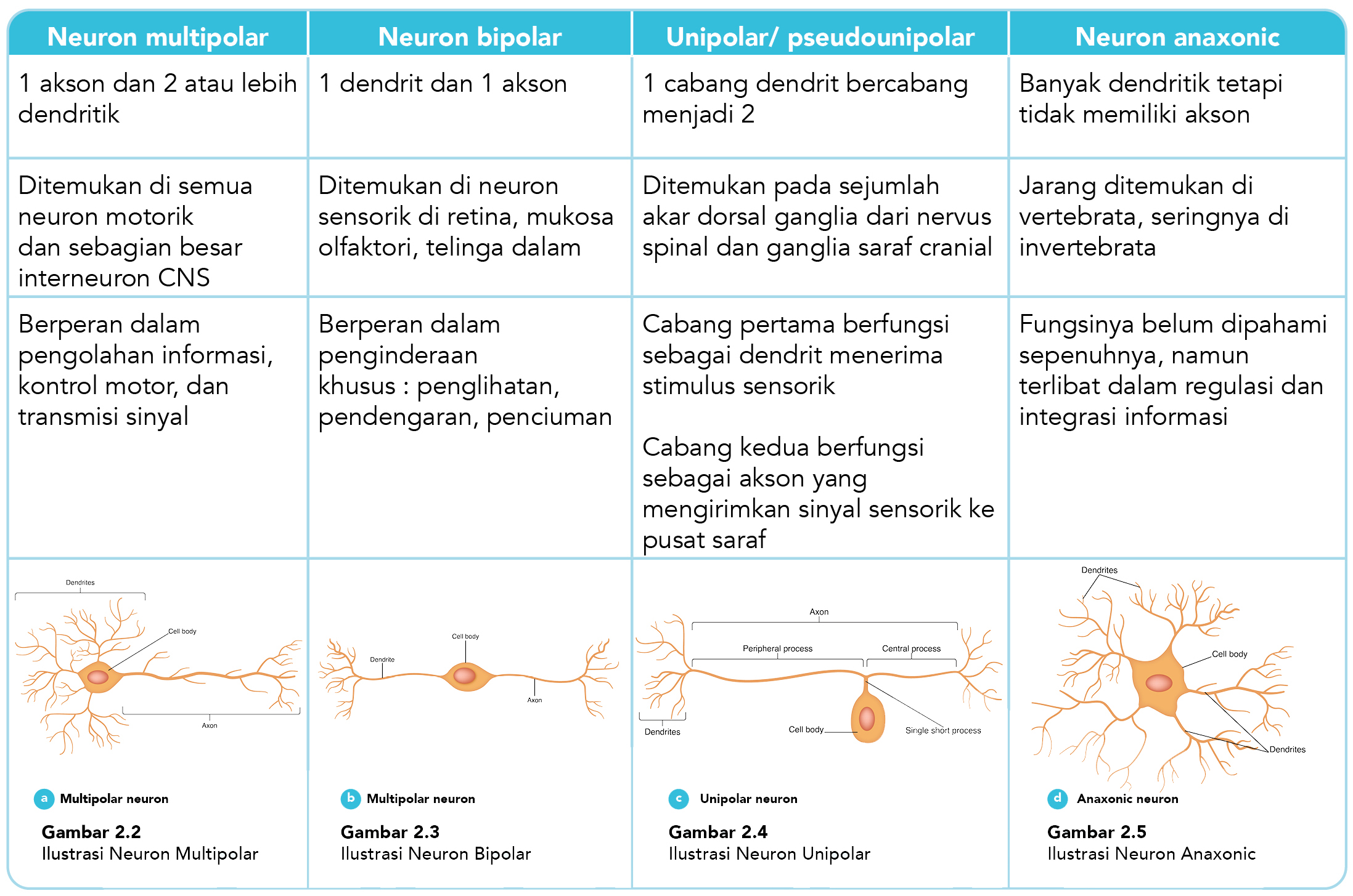Histologi Sistem Nervosum
