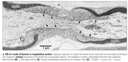 Histologi Sistem Nervosum
