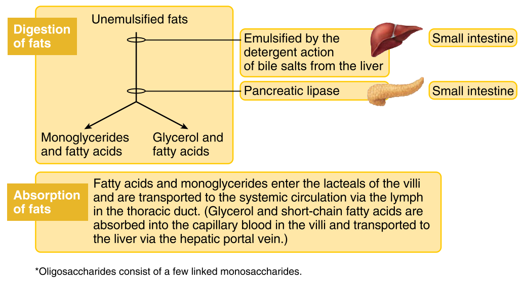 Fisiologi Sistem Pencernaan Manusia