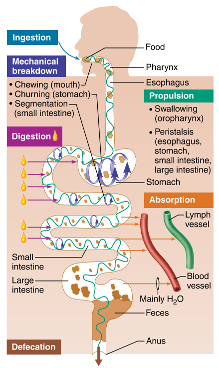 Fisiologi Sistem Pencernaan Manusia