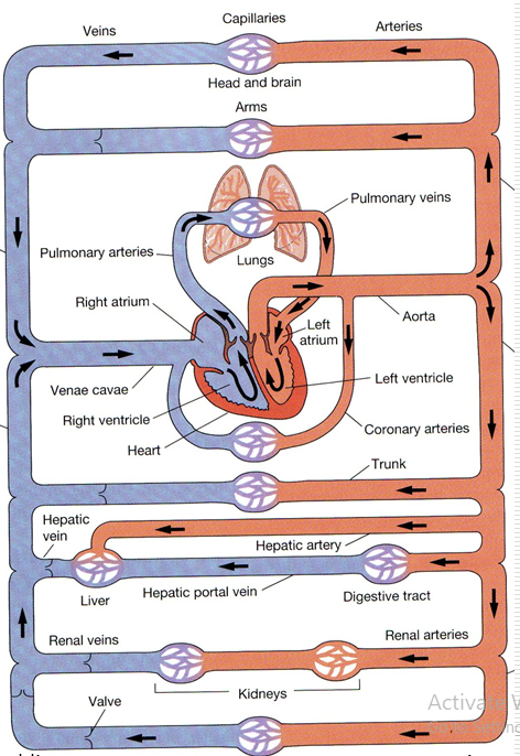 Fisiologi Kardiorespirasi