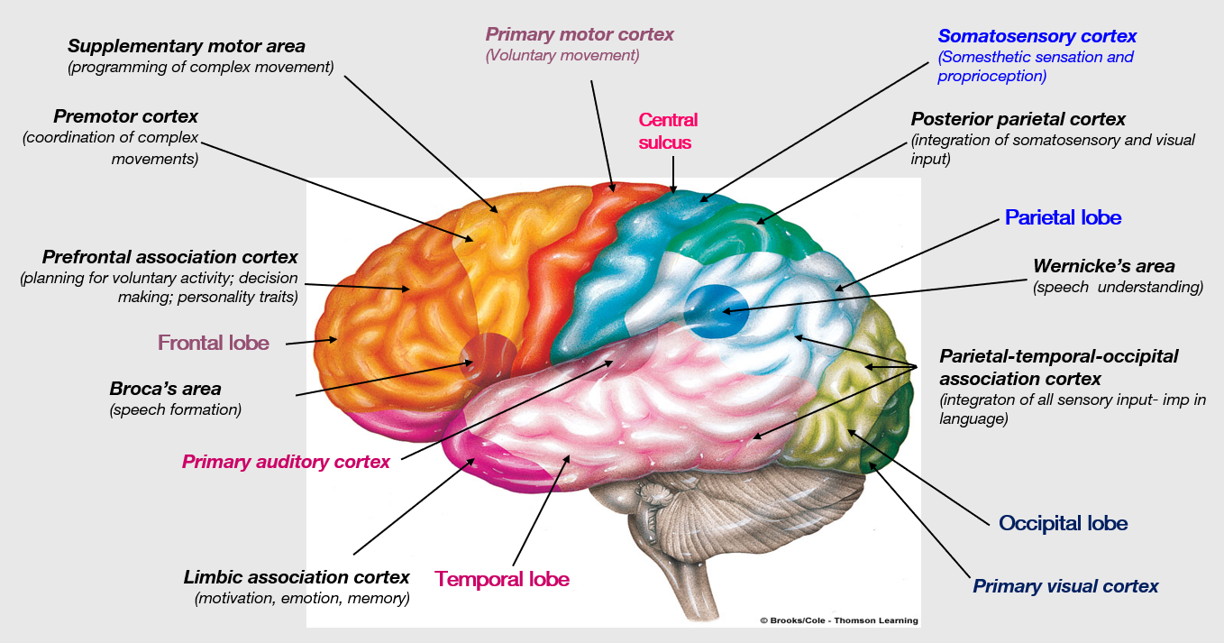 Fisiologi Sistem Saraf
