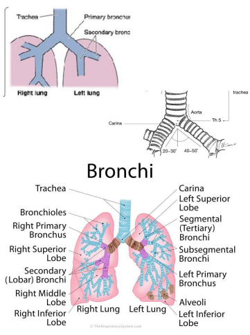 Anatomi Pulmo/Paru-Paru
