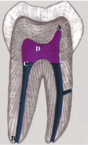 Struktur Dan Fungsi Jaringan Pulpa Dan Periapikal