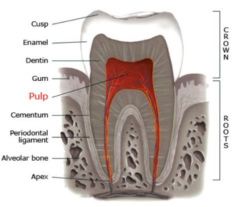 Struktur Dan Fungsi Jaringan Pulpa Dan Periapikal
