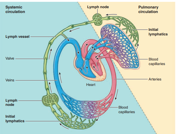 Anatomi Sistem Limfatik