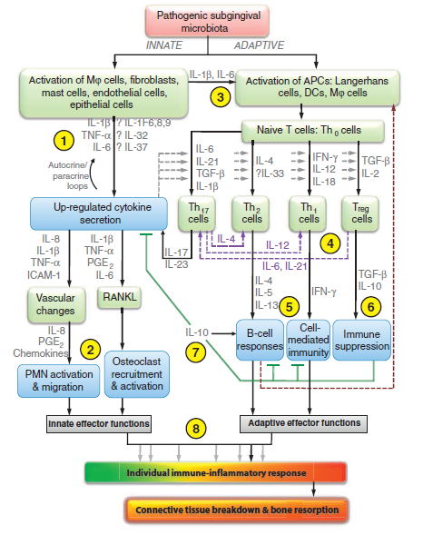 Patogenesis Penyakit Periodontal