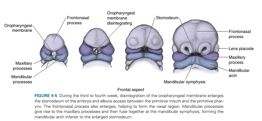 Pertumbuhan Dan Perkembangan Orofasial