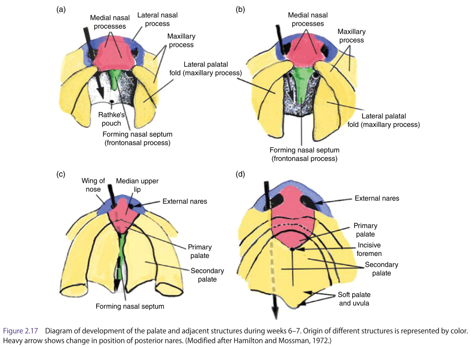 Pertumbuhan Dan Perkembangan Orofasial