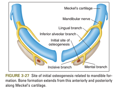 Pertumbuhan Dan Perkembangan Orofasial
