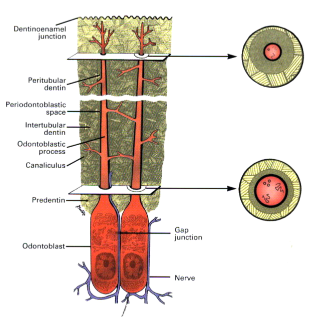 Struktur dan Fungsi Jaringan Keras dan Lunak Gigi