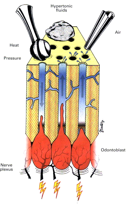 Struktur dan Fungsi Jaringan Keras dan Lunak Gigi