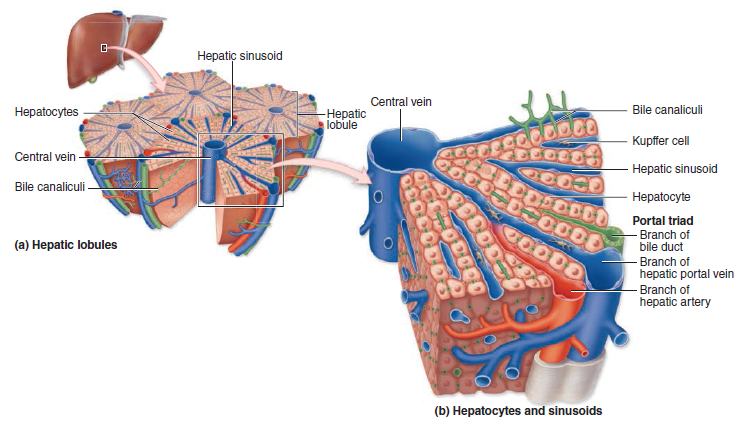 Histologi Sistem Pencernaan Manusia