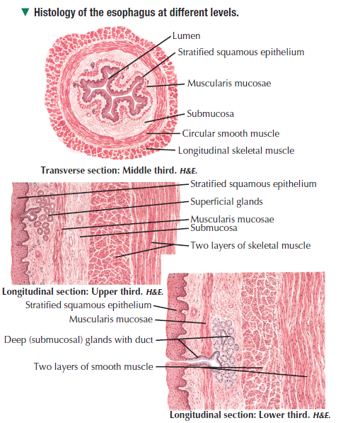 Histologi Sistem Pencernaan Manusia