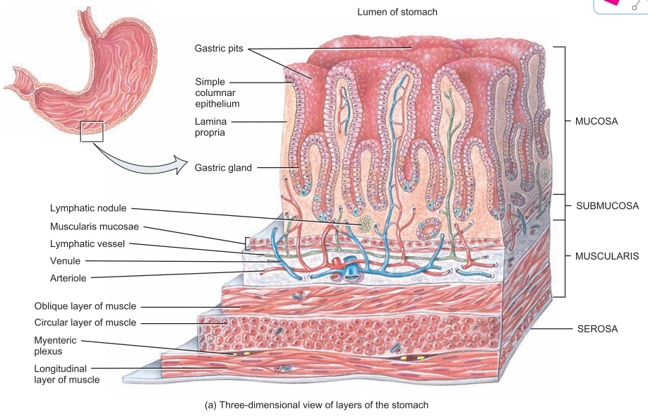 Histologi Sistem Pencernaan Manusia