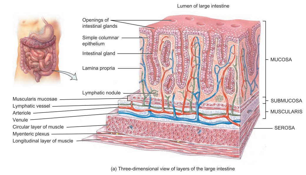 Histologi Sistem Pencernaan Manusia