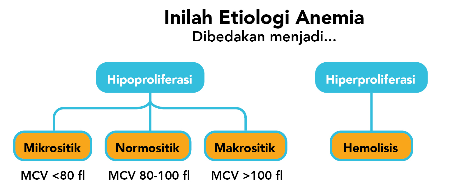 Menjelajahi Jenis-jenis Anemia: Penyebab, Gejala, dan Pengobatannya