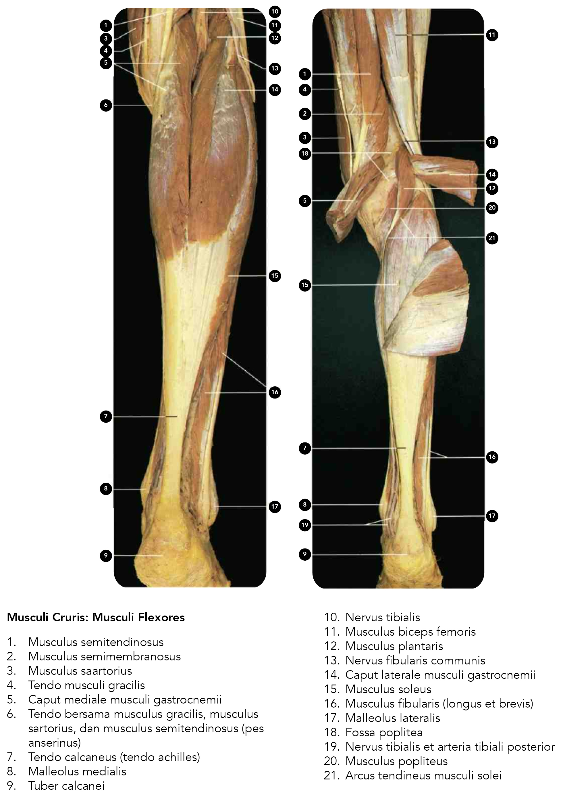 Anatomi Ekstremitas Inferior