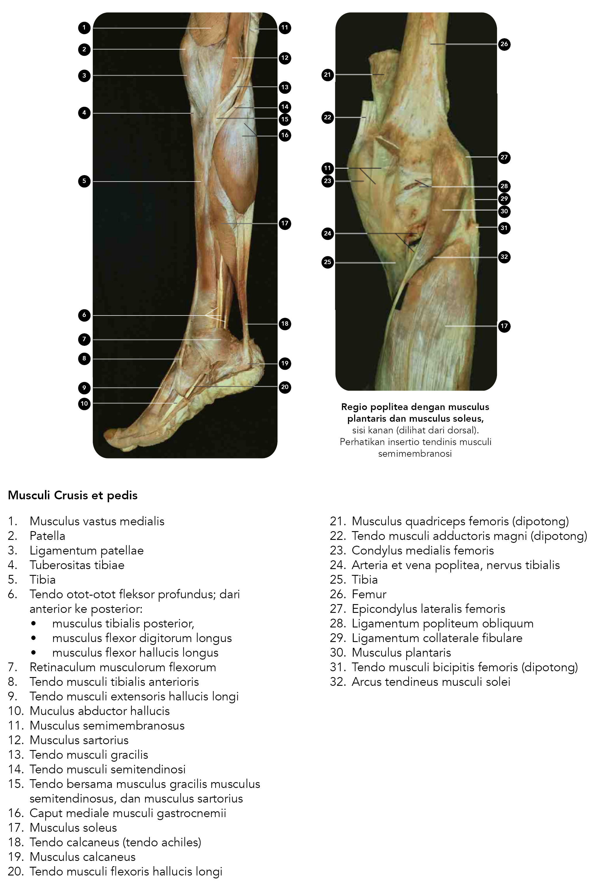 Anatomi Ekstremitas Inferior