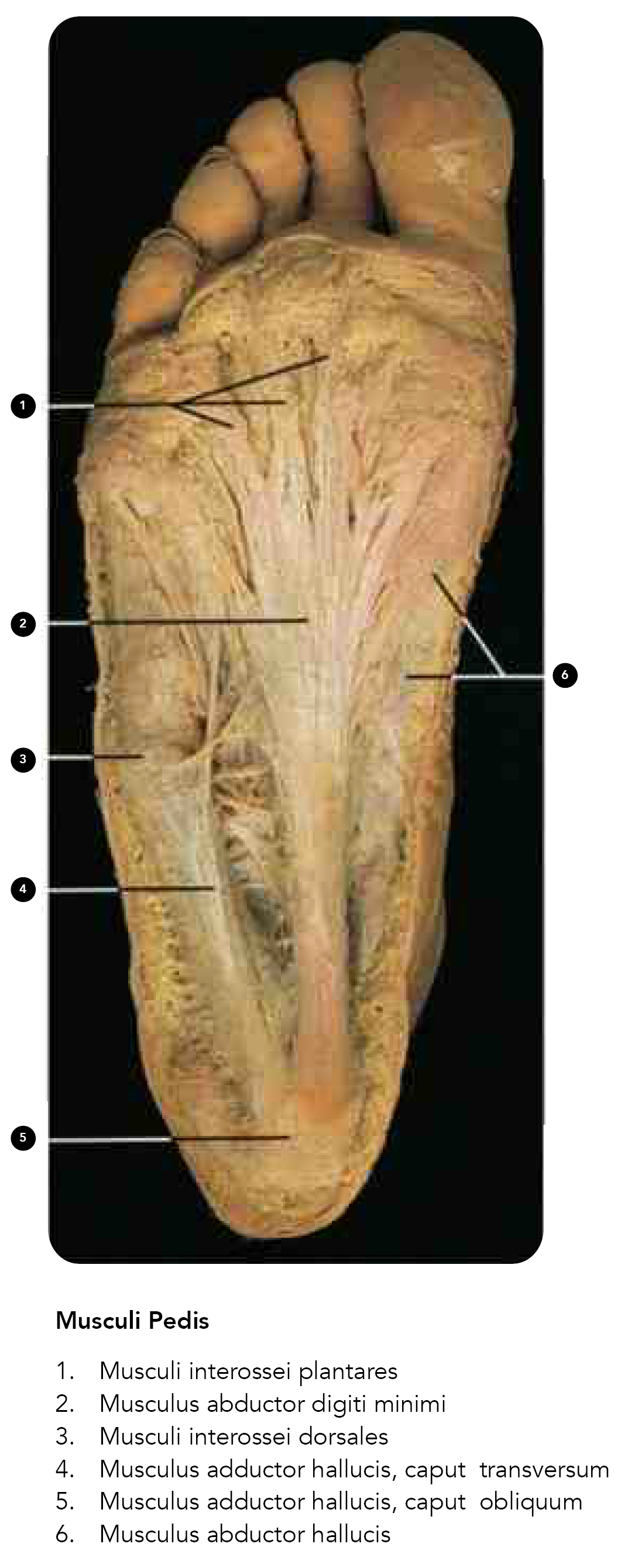 Anatomi Ekstremitas Inferior