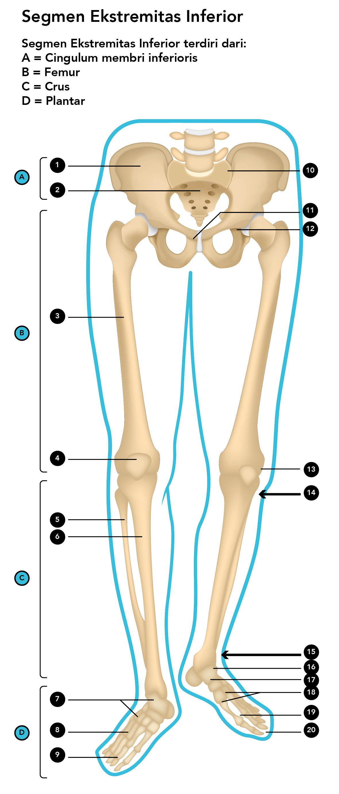 Anatomi Ekstremitas Inferior
