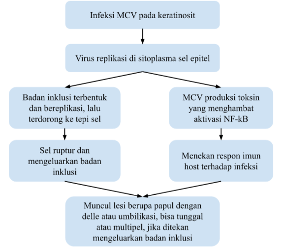 Moluskum Kontagiosum
